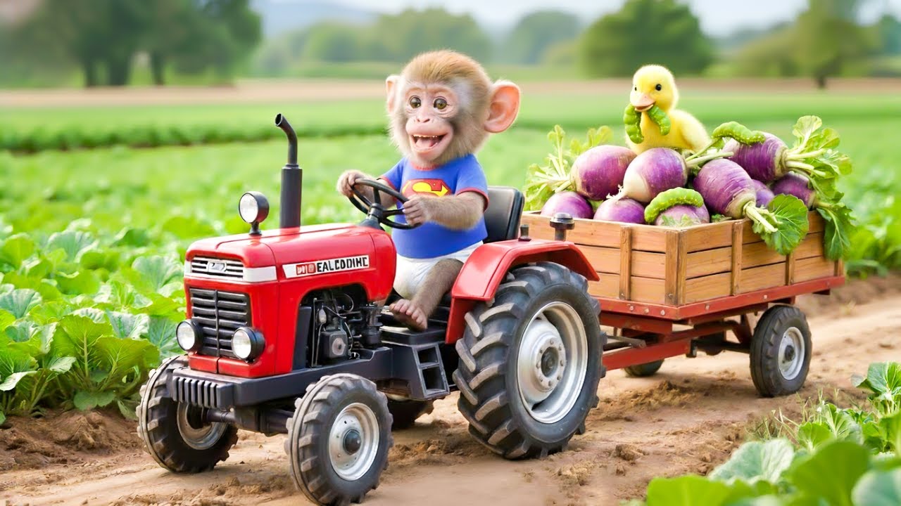 Monkey Farmer Drives Tractor to Harvest Beetroots and Teams Up with ...
