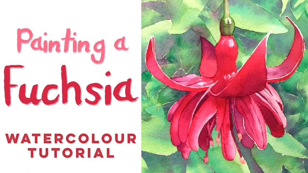How To Draw A Fuchsia Flower Best Flower Site