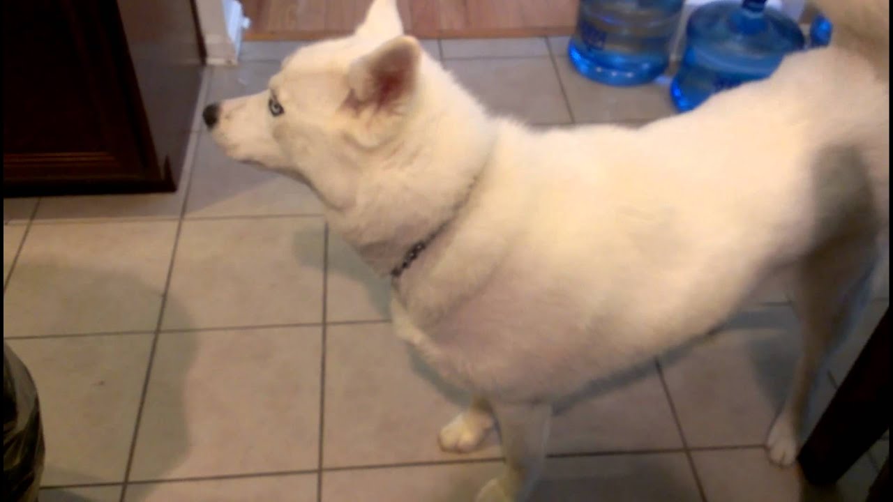 The dog who ate my cell phone !!!@#$@ - YouTube