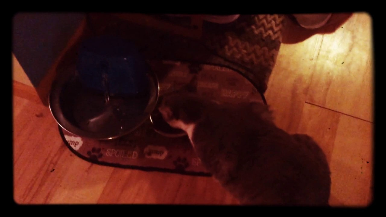 Fabella the cat - YouTube