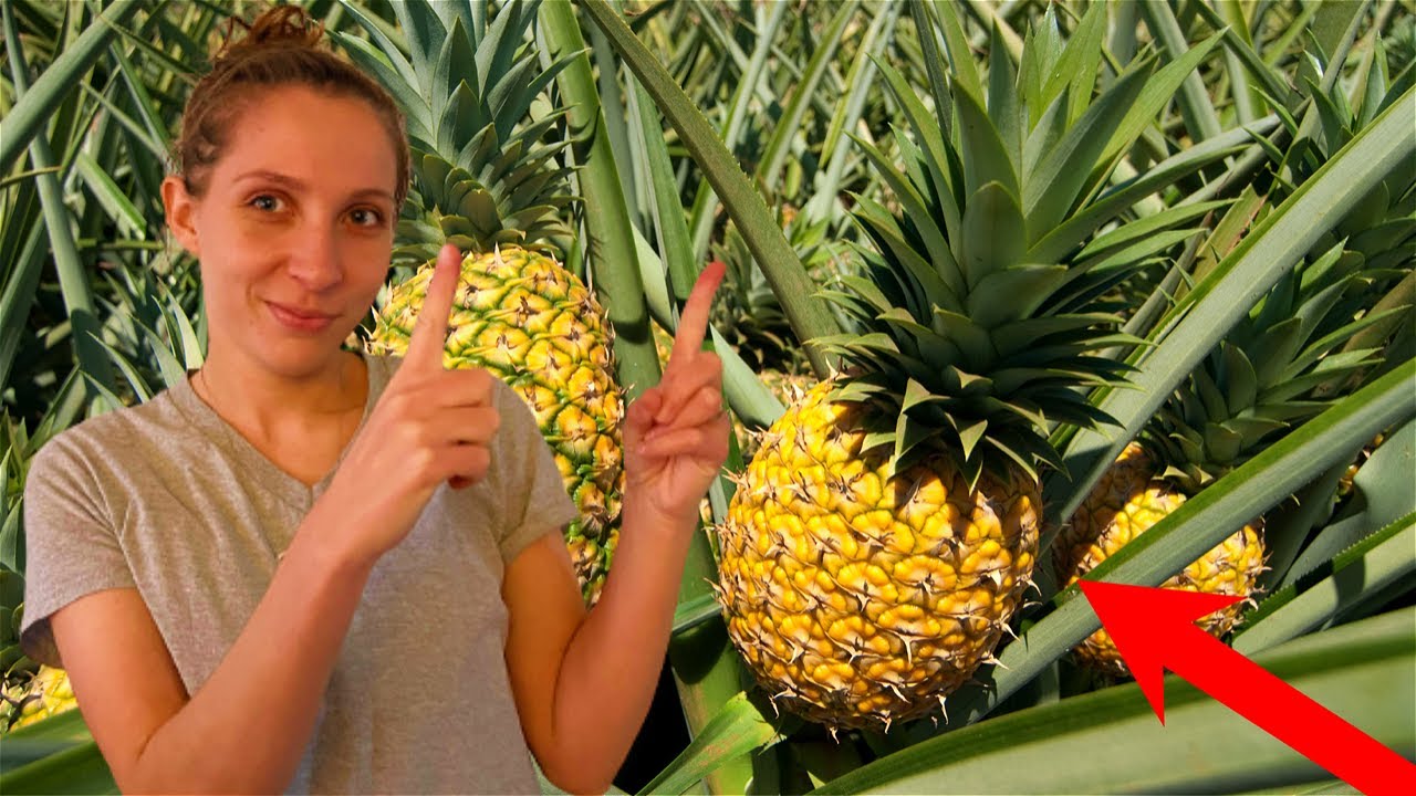 Kako Se Presadzuje Ananas Kod Kuce - YouTube