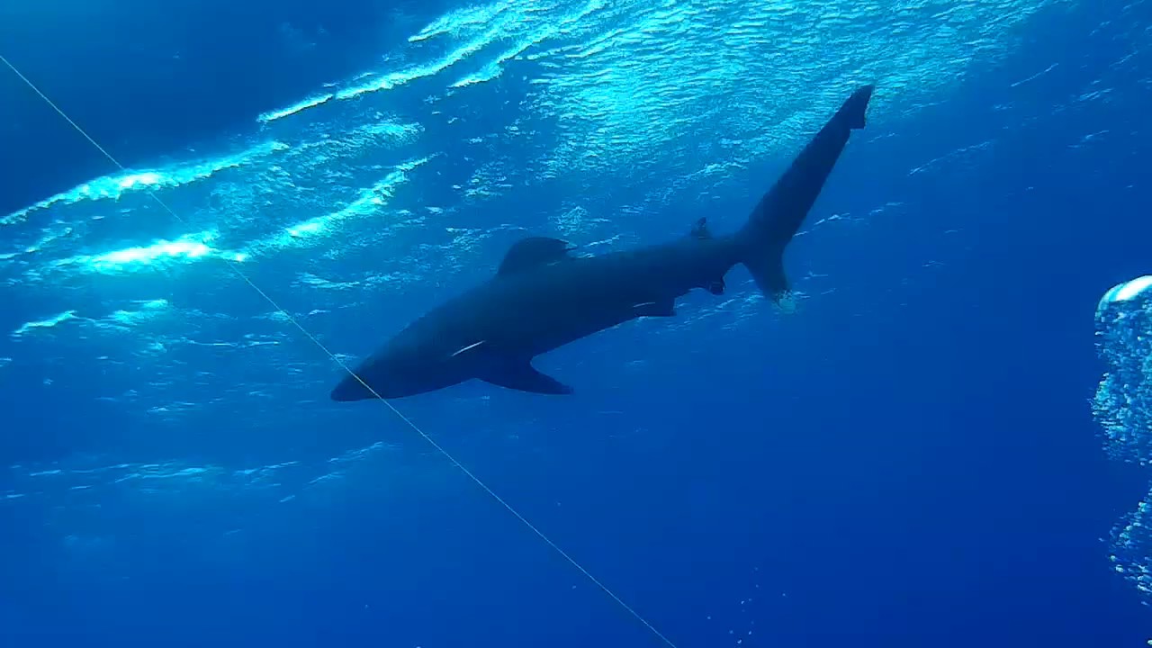 Curious shark - YouTube