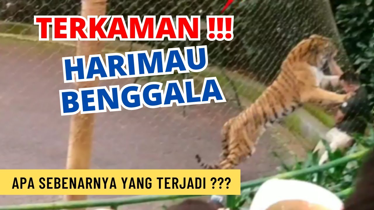 2 HARIMAU MELAWAN 2 MANUSIA - HARIMAU BENGGALA YANG GANAS - YouTube