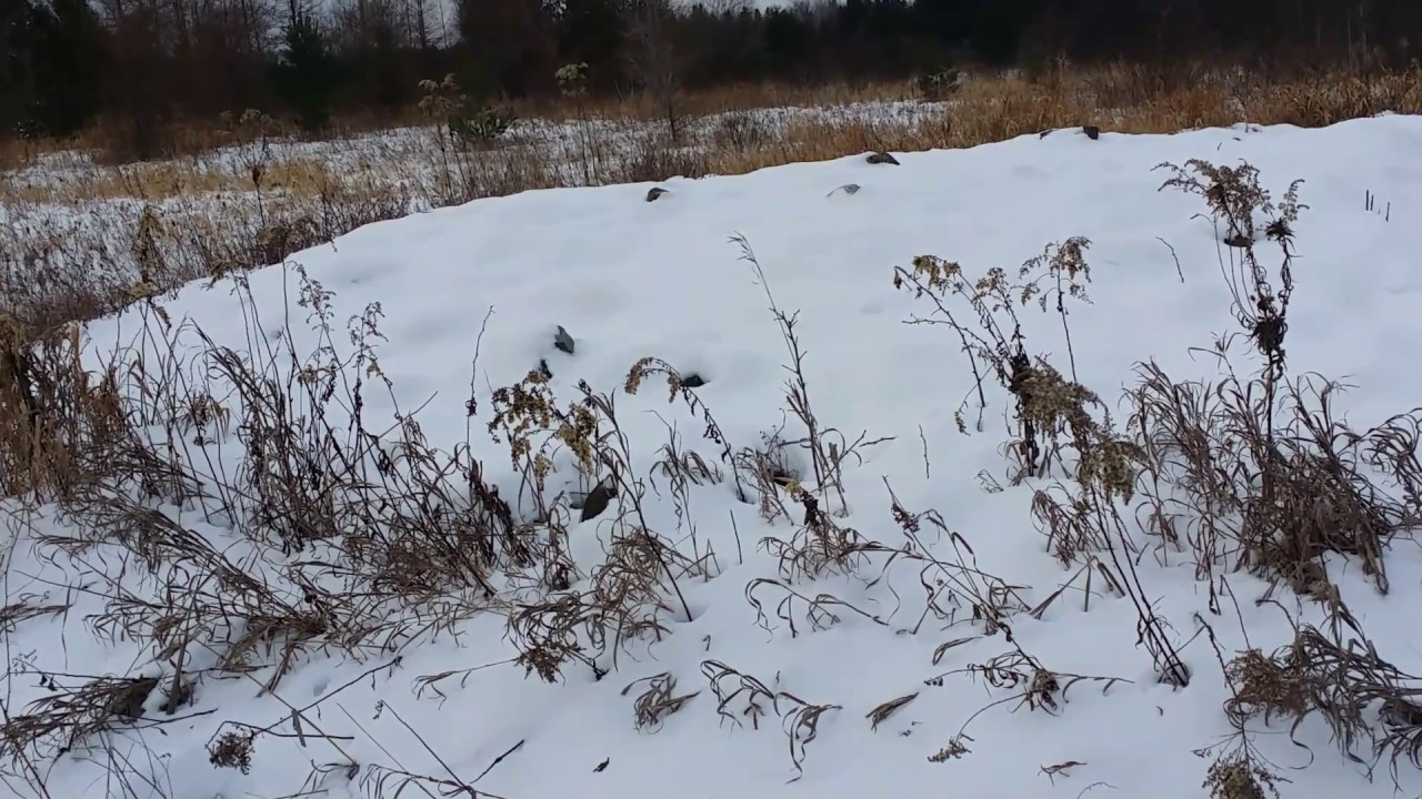 Weasel trapping locations - YouTube