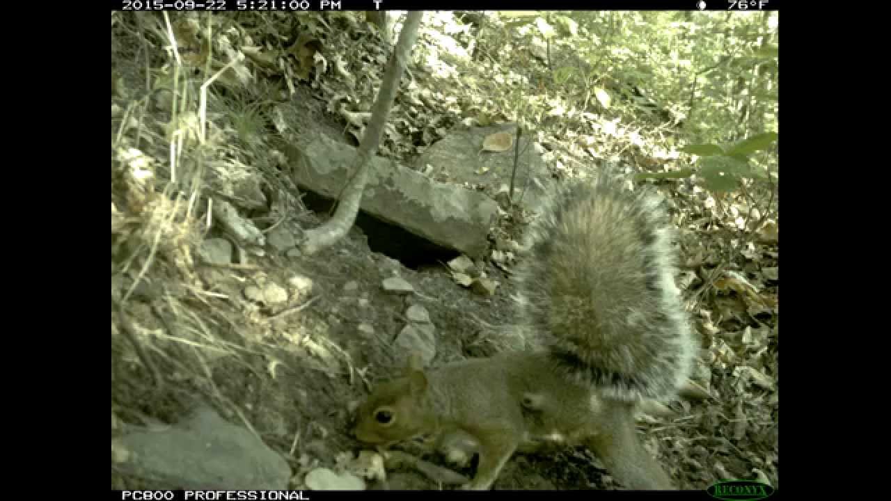 Timber Rattlesnake Den (1) - Reconyx - YouTube