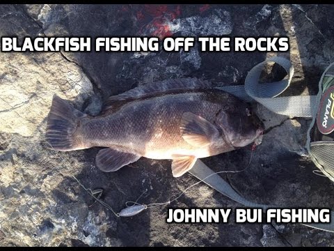 Blackfish Fishing Off the Rocks, NJ, 10/10/15 - YouTube