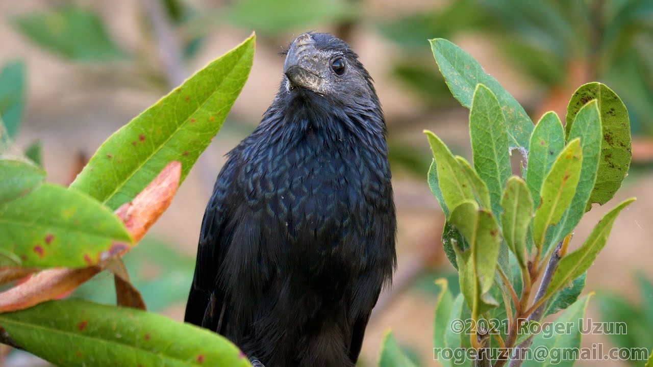 HDObservations : Groove-Billed Ani (4K UHD) - YouTube