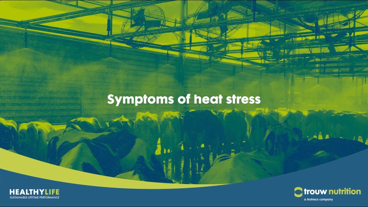 Heat stress symptoms with dairy cows | HealthyLife programme for ...