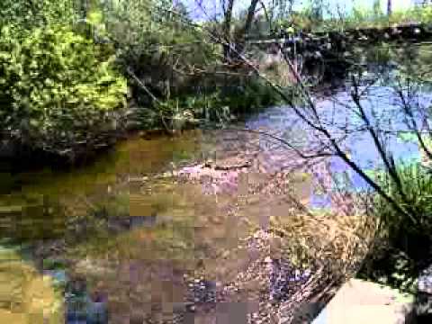Clam River in Cadillac, Michigan - YouTube