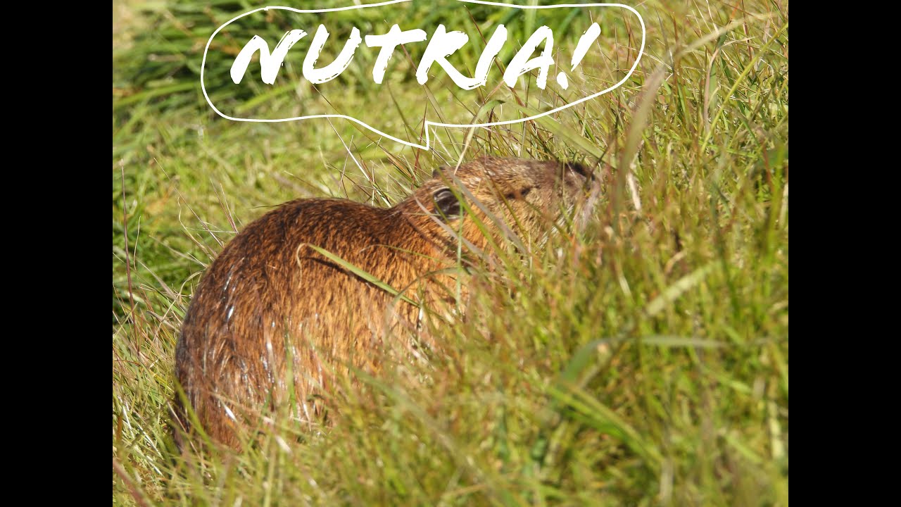 Japanese Nature Video (Nutria) P950 - YouTube