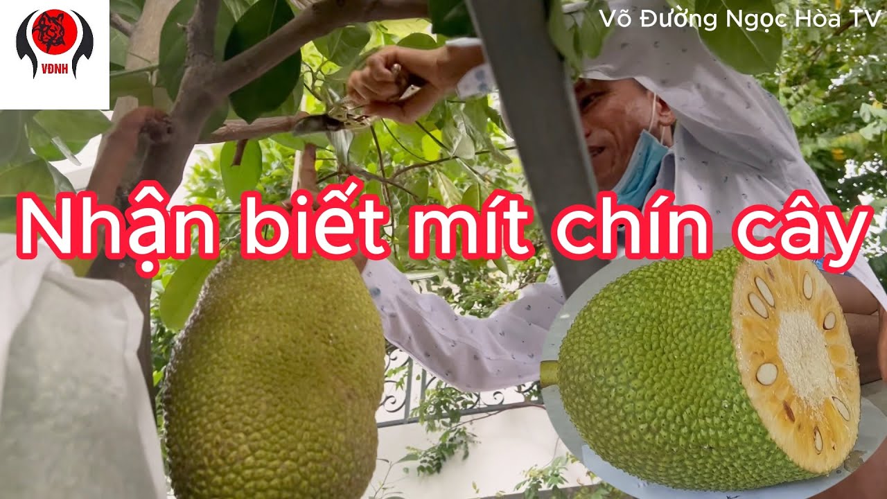 Cách nhân biết Mít chín cây thông qua màu trái và màu lá - YouTube