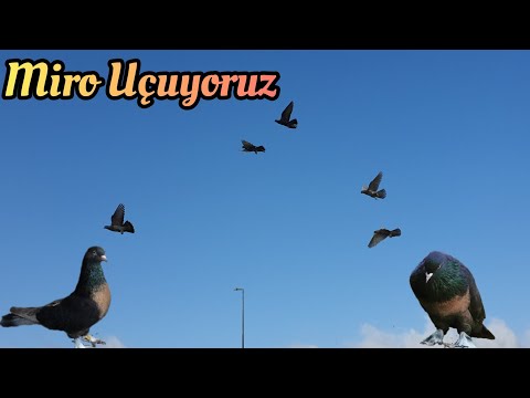 Yogun İstek Üzerine Miro Ucuruyoruz