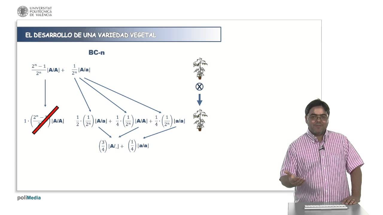 El retrocruzamiento con un gen recesivo | 19/28 | UPV - YouTube