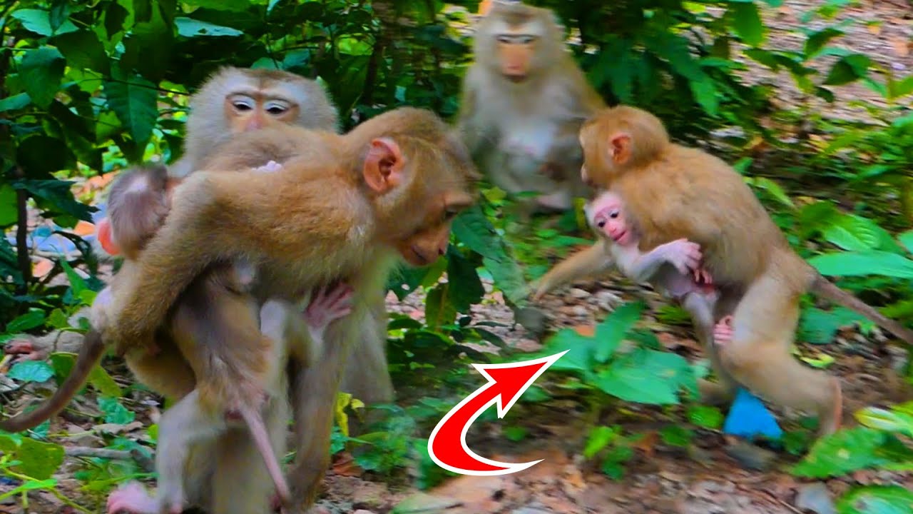 Amazing Tricks big sister Jovi brings baby Jacee escape from Mama & Is ...