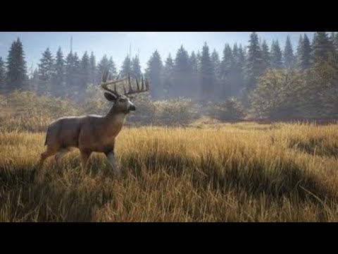 Huge Diamond Whitetail! | theHunter: Call Of The Wild - YouTube