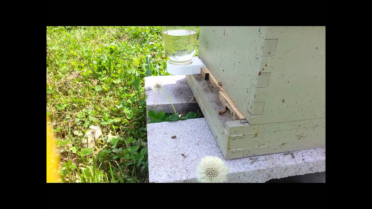 An Old Timer's Way of seeing if your Hive is Queenless. - YouTube