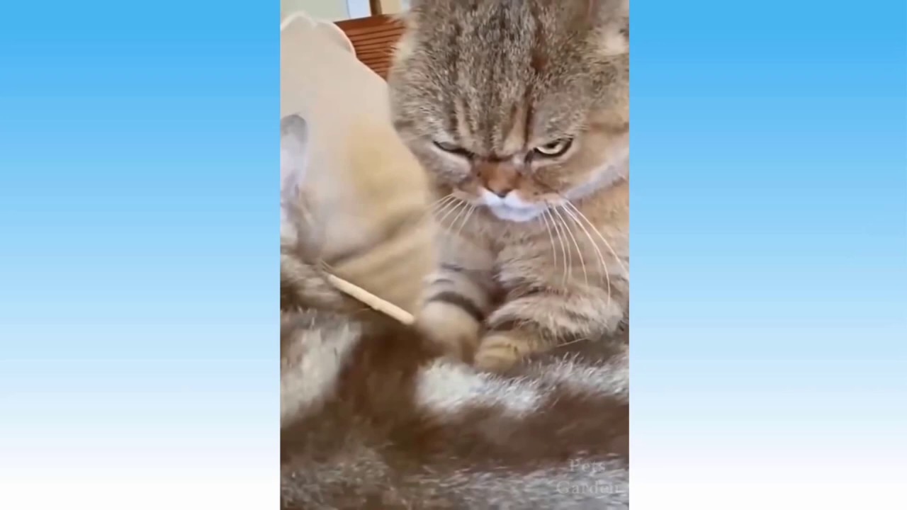 Cute Pets And Funny Animals Compilation #P 4 Relaxing - YouTube