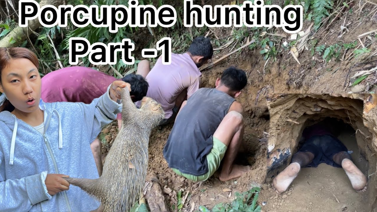Porcupine hunting in traditional way from rural lifestyle || part 1 ...