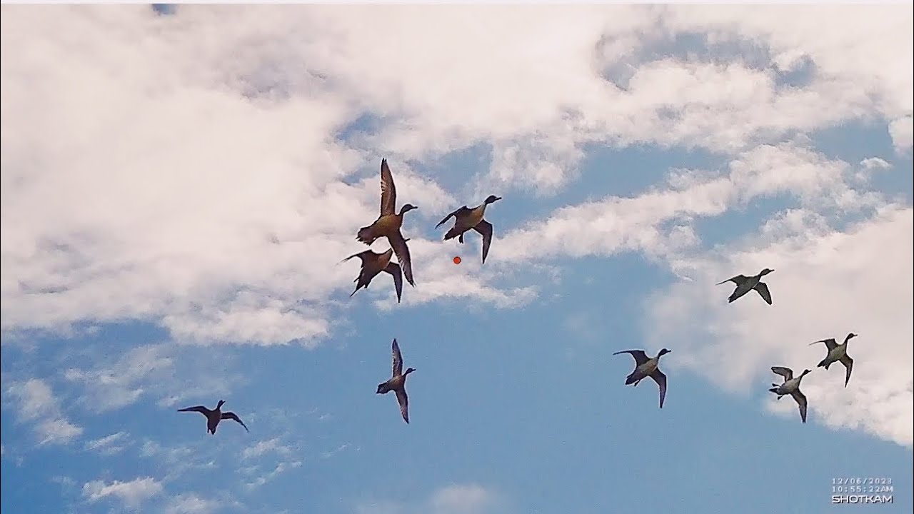 ALL NEW SHOTKAM VIDEOS TO LEARN HOW TO LEAD DUCKS AND FOLLOW THROUGH ...