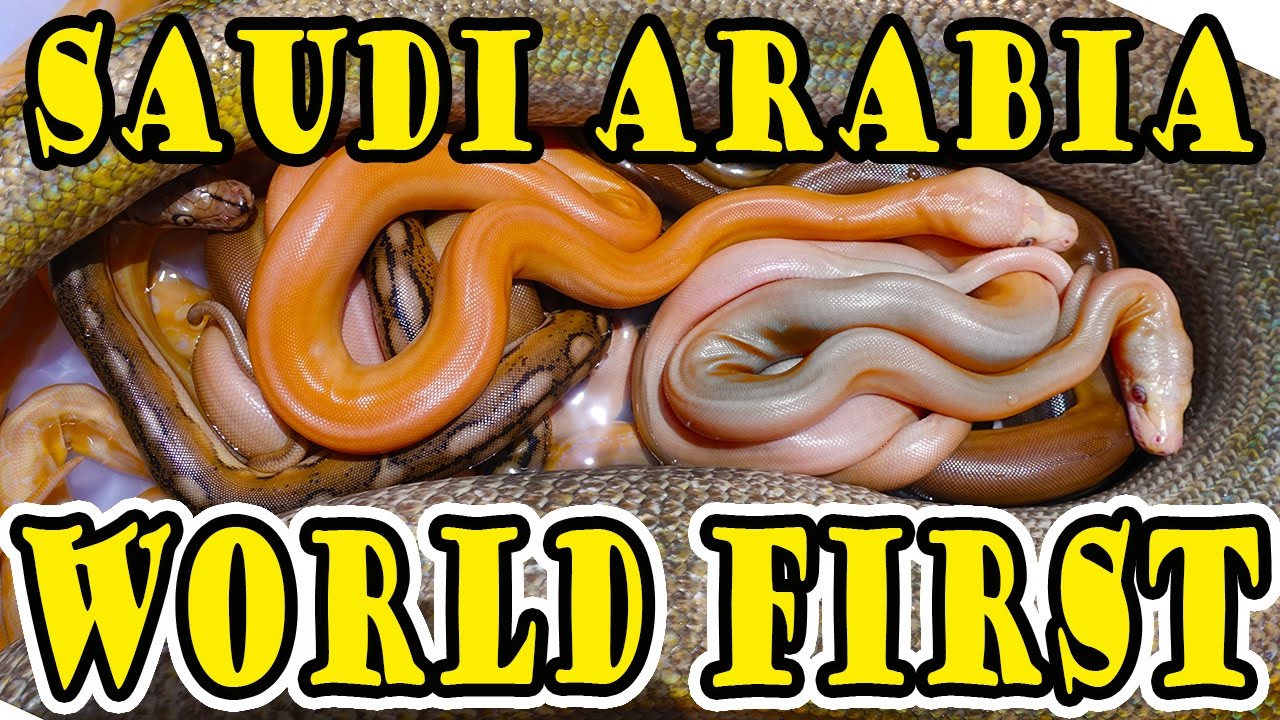 Saudi Arabian WORLD'S FIRST Pythons - YouTube