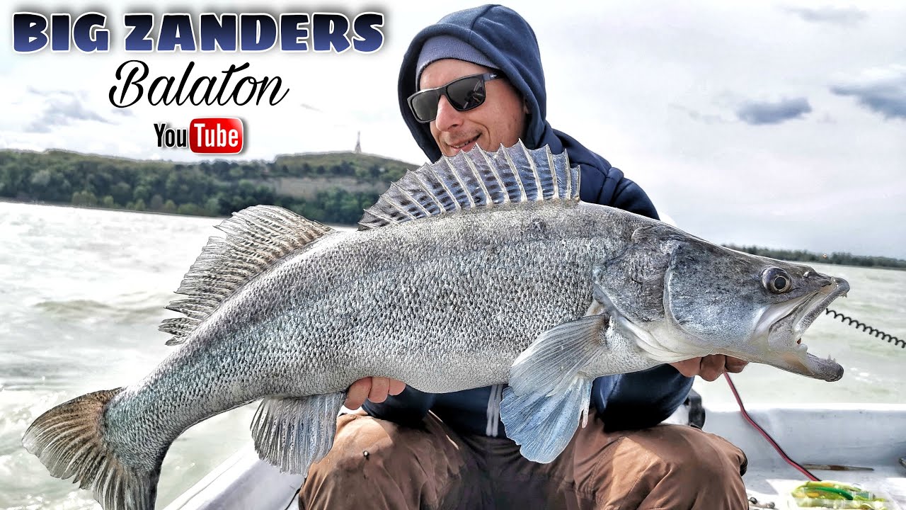 BIG ZANDERS from LAKE BALATON - YouTube