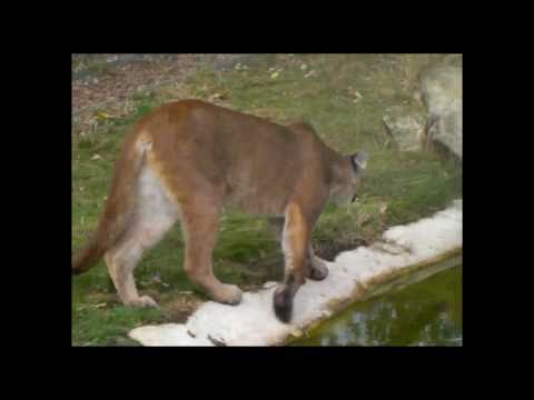 Snarling Puma