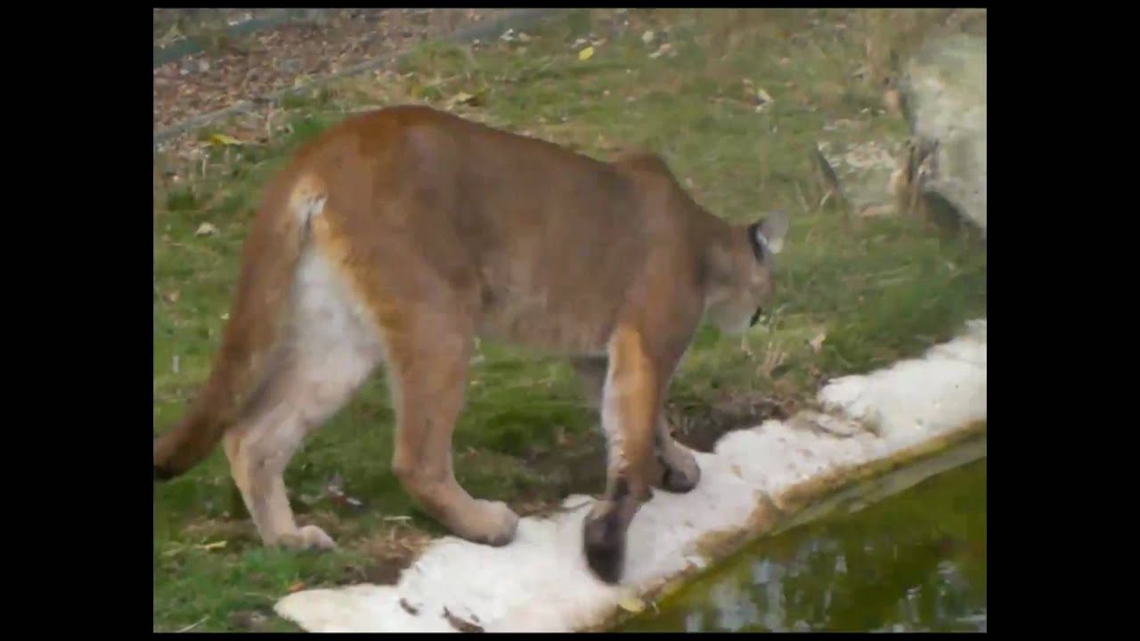 Snarling Puma - YouTube
