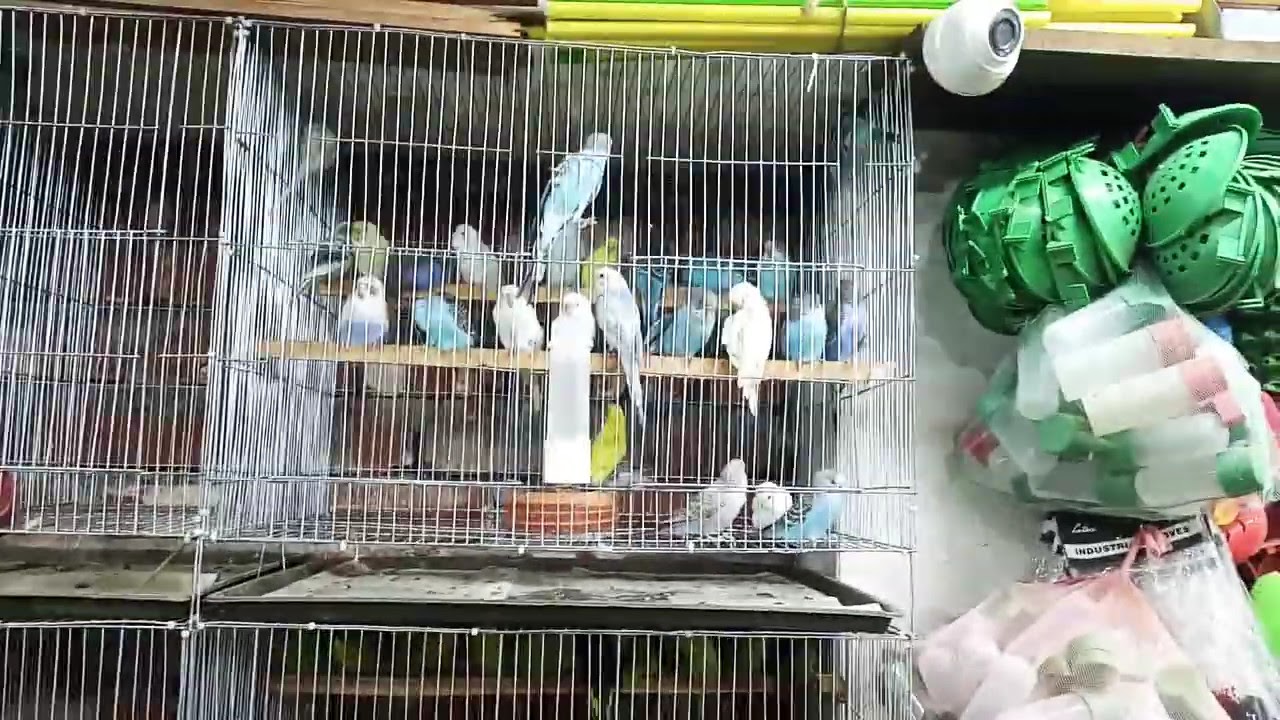 Budiges bird collection In Feni kobutor & Bird House. - YouTube