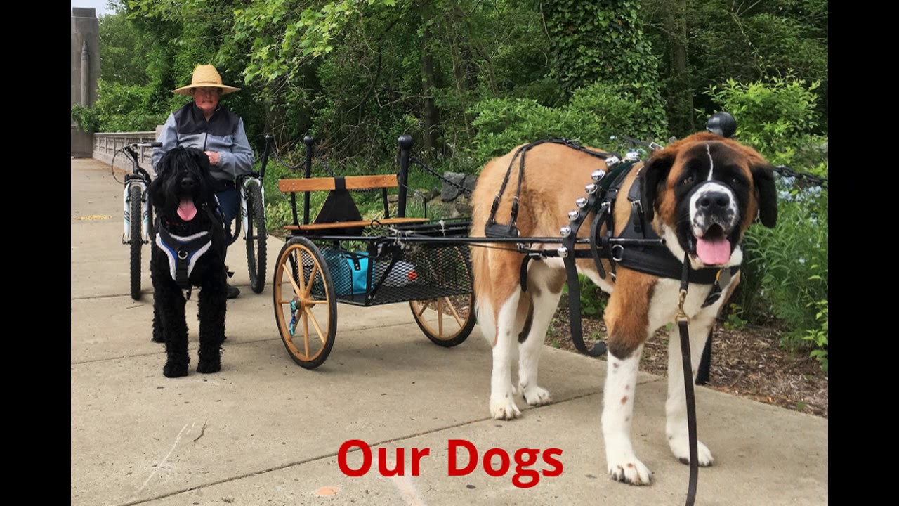 Training a Black Russian Terrier as a Draft Dog - YouTube