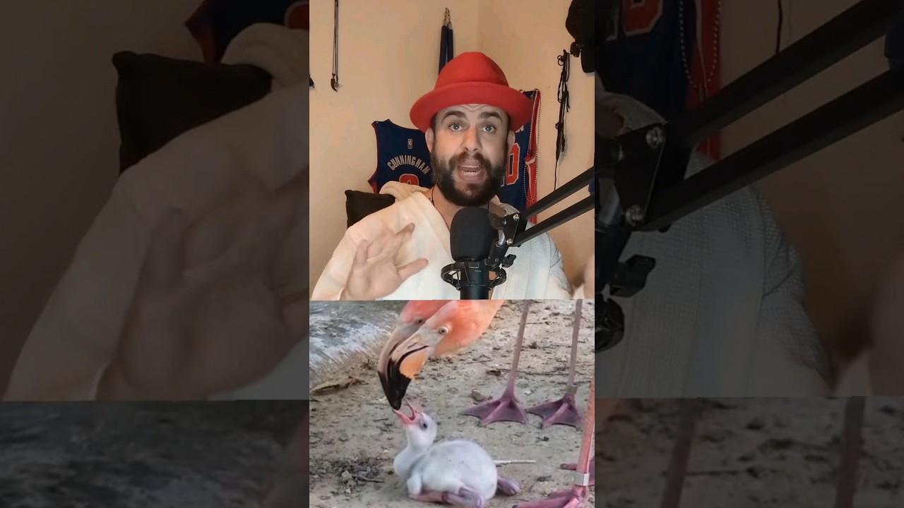 How Flamingos feed their Babies Crop Milk #flamingos #flamingo #animals ...