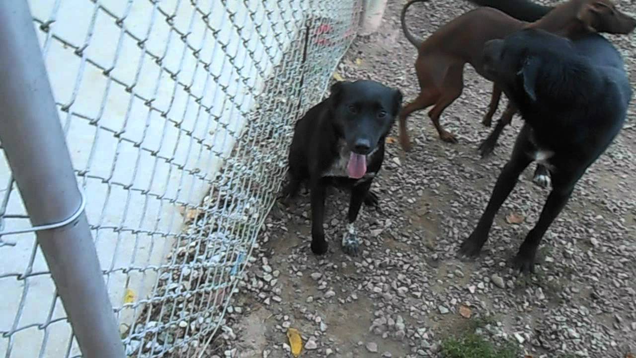 Kippy Tate Elka Lucy - YouTube