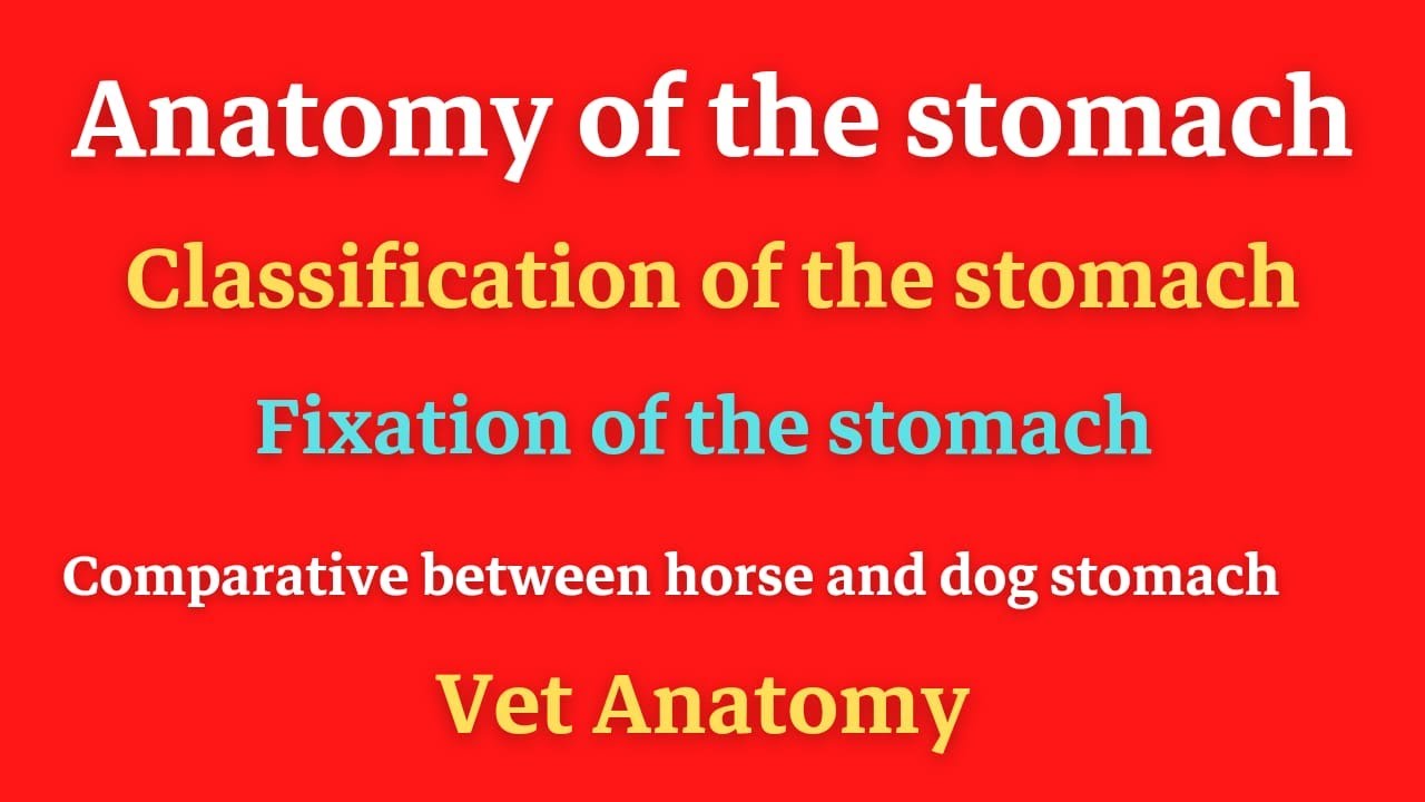Classification of the stomach 🐎 Vet anatomy . - YouTube