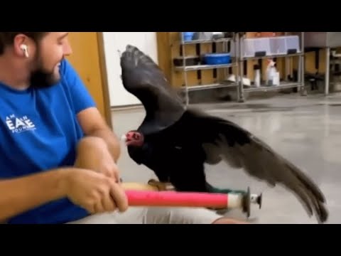 You think vultures are disgusting? Meet George