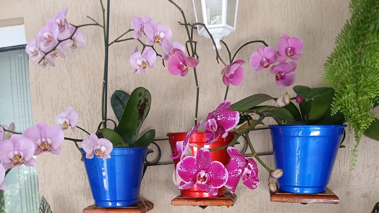 Com muita força de vontade/ molhei minhas plantas e joguei água nas ...