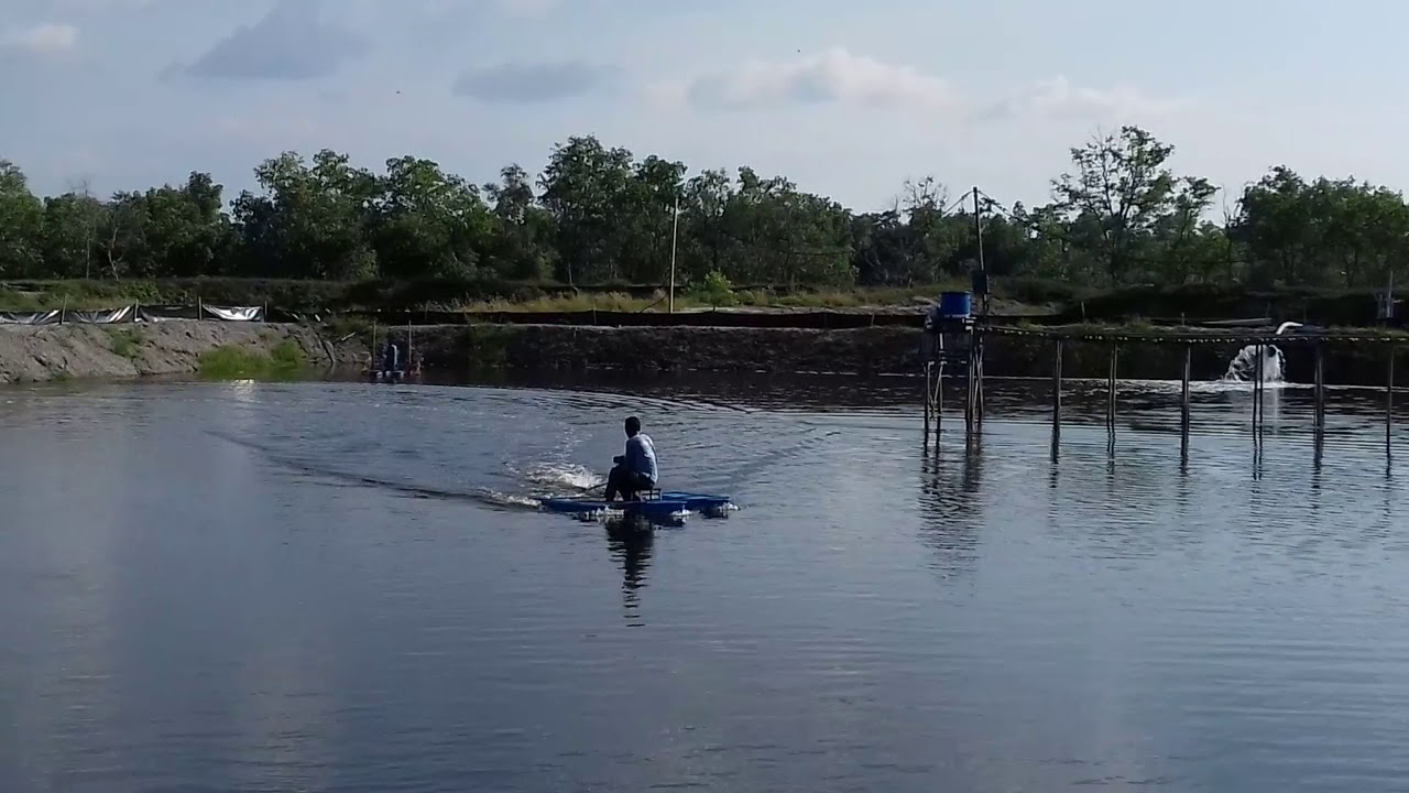 Aquamimicry shrimp farming. Chain dragging in shrimp aquaculture pond ...