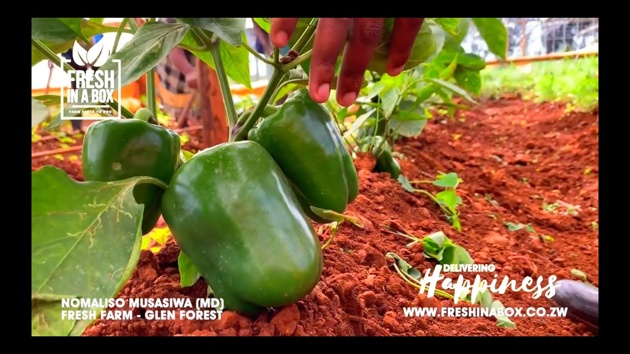 Fresh In A Box - Farm Fresh To You - YouTube