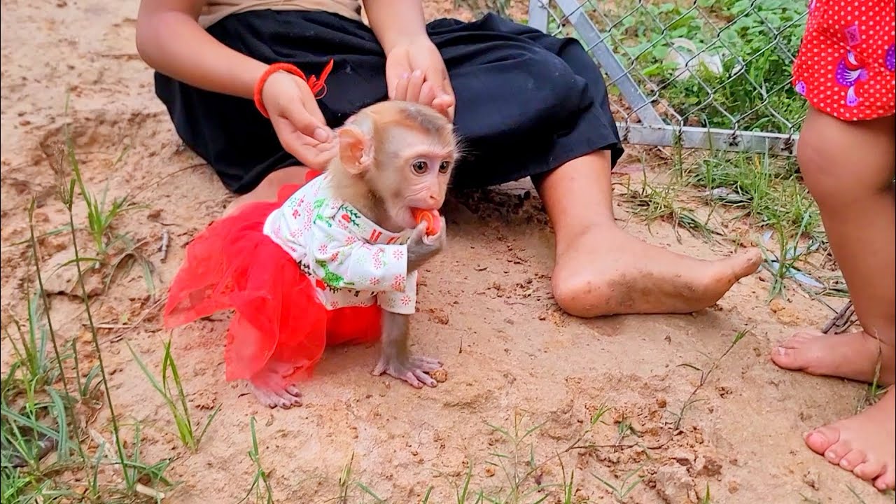 BiBi the monkey is cheerful as she plays land with her sister - YouTube
