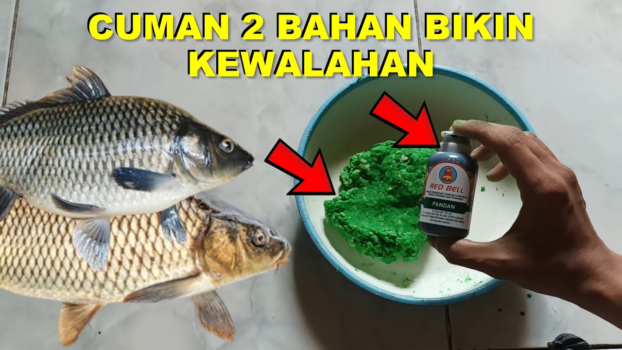 MODAL UMPAN ROTI BASI TANPA ESSEN PALING JITU BUAT IKAN MAS BABON 🤤 ...