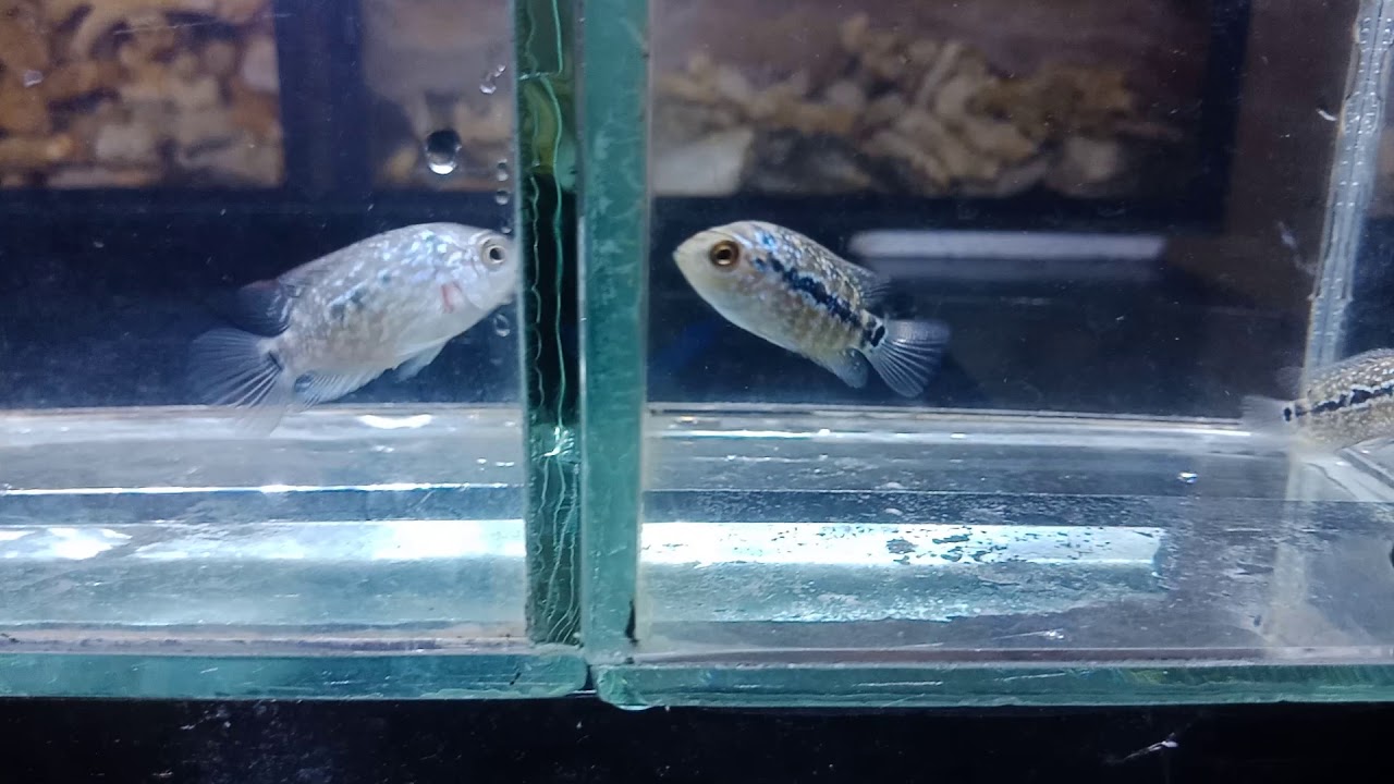 Perbedaan Burayak Louhan Kamfa V8 dan Kamfa F3 Line Mongkol - YouTube