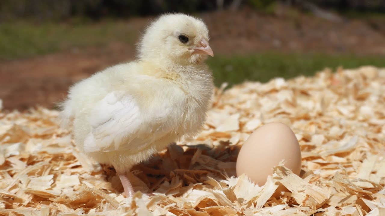 Hatching Baby Chickens and watching them Grow in the Brooder - YouTube