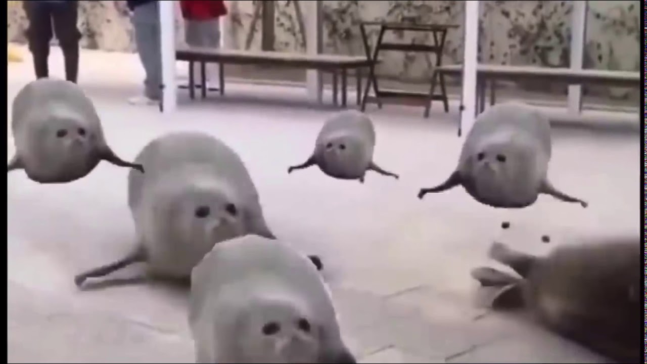 Invasion of the seals meme - YouTube