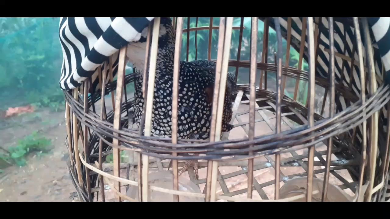 chim da da gai rat hay 2020 - YouTube