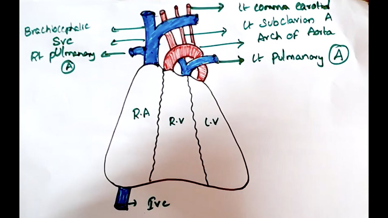 Anatomy - How to draw Heart Diagram in exams with simple tricks for ...