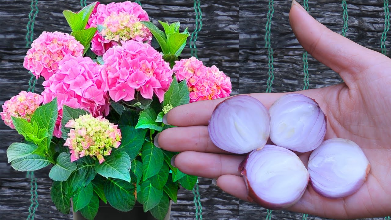 Hydrangea Cutting Propagation With Unusual Rooting Methods - YouTube