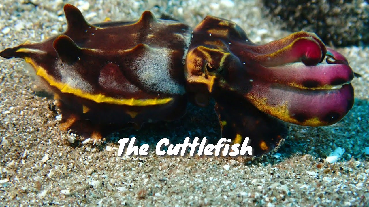 Cuttlefish MAGIC Caught on Camera in the Philippines! - YouTube
