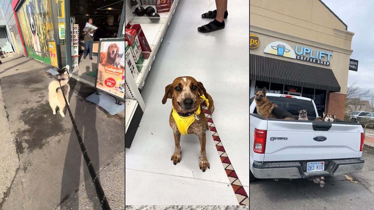 When dogs don't want to be dogs anymore - YouTube