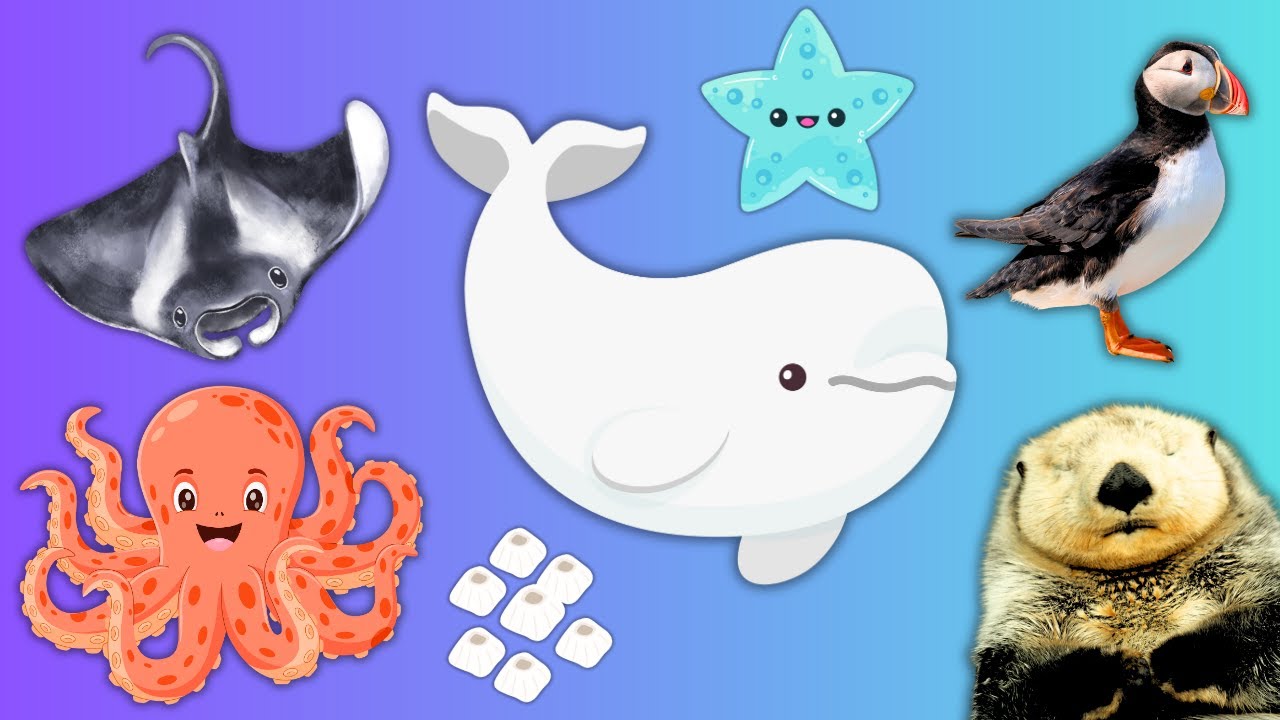 SEA ANIMALS for Everyone LEARN ENGLISH - YouTube