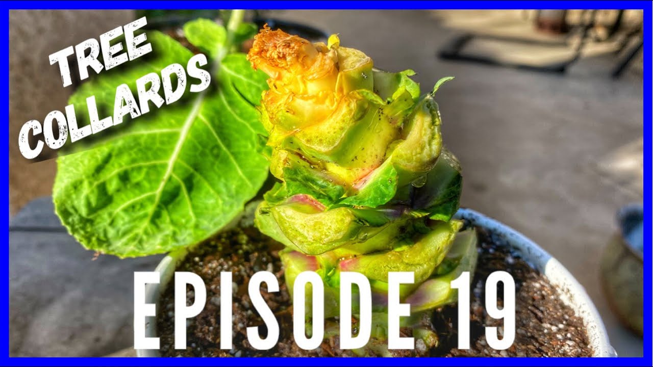 Tree Collards - Merritt, Jolly Green & Big Blue Varieties (Ep. 19 ...