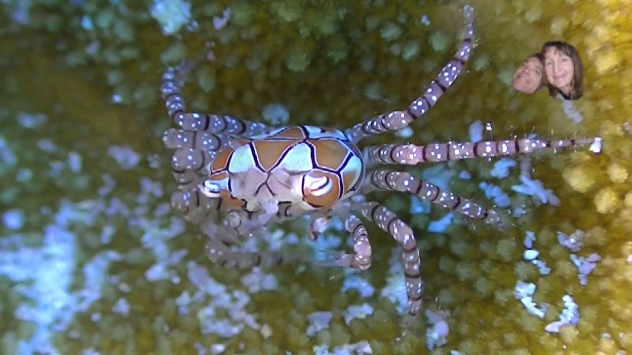 Boxing-Crab-Critters-ids14aBoxCHD - YouTube