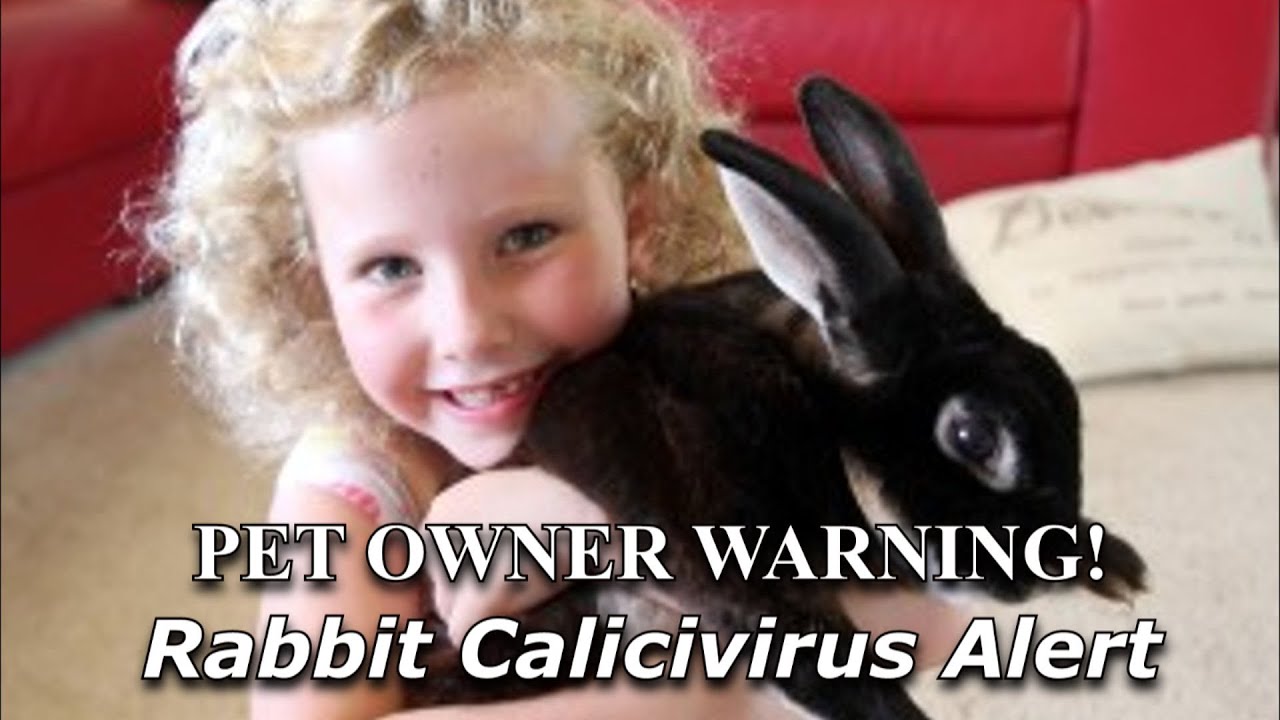 WARNING: Rabbit Calicivirus Update - Dr Jayne Weller - YouTube